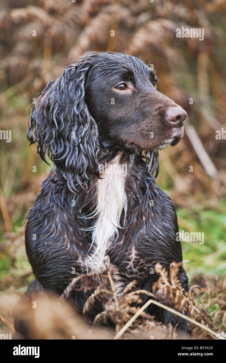 Dogs are used for the retrieval of pheasants once shot Stock Photo - Alamy