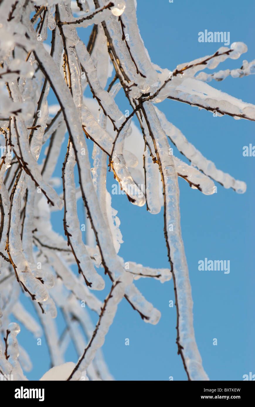Ice Covered Tree Branches Stock Photos & Ice Covered Tree Branches ...