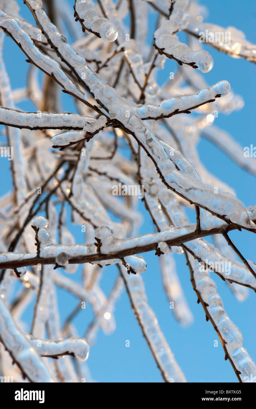 Ice-covered tree branches Stock Photo - Alamy