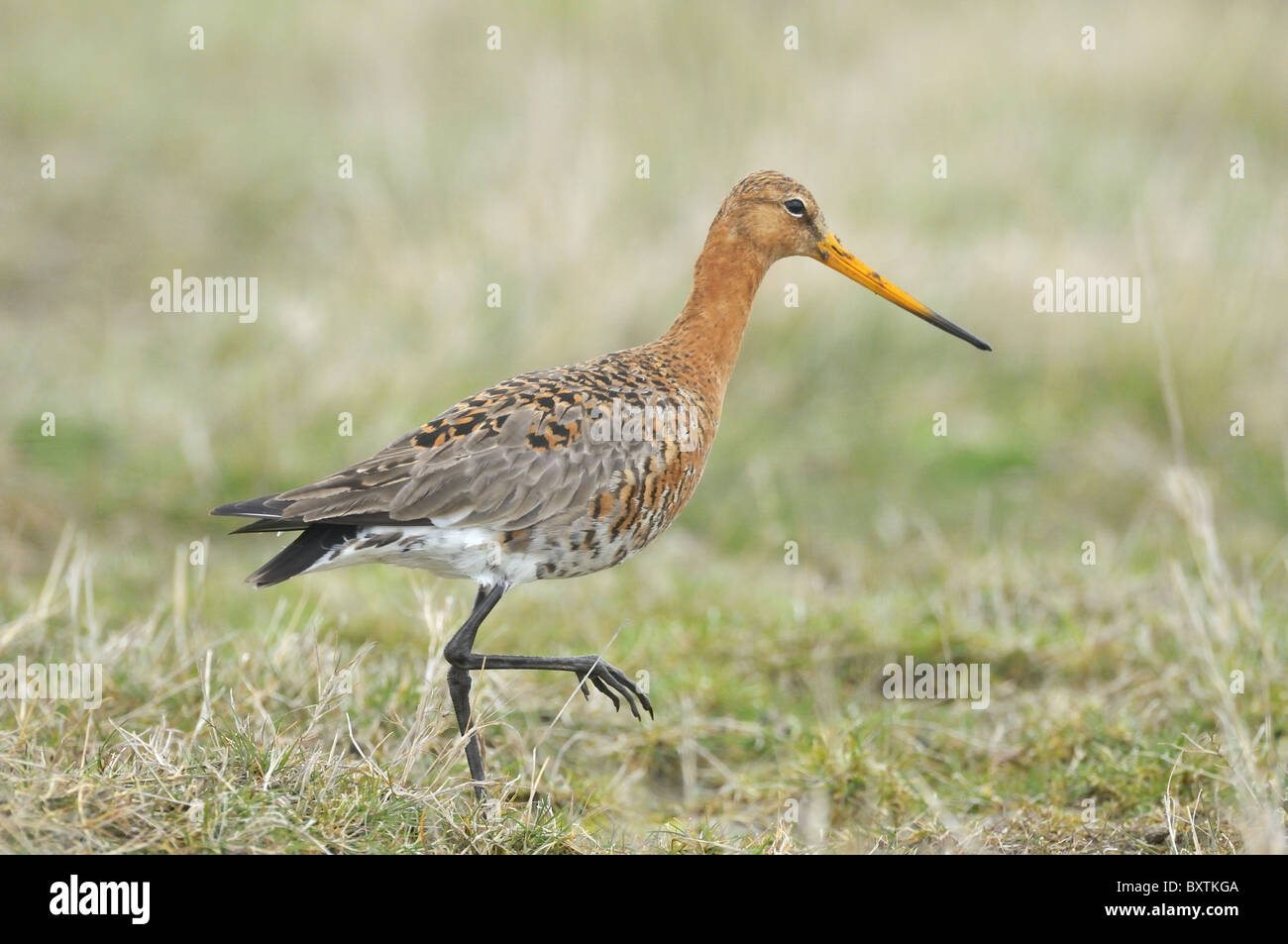 Bar tailed Godwit Stock Photo - Alamy
