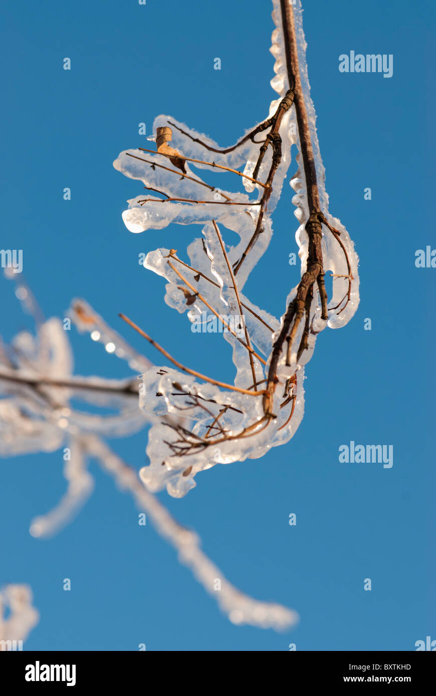 Ice-covered tree branch Stock Photo - Alamy