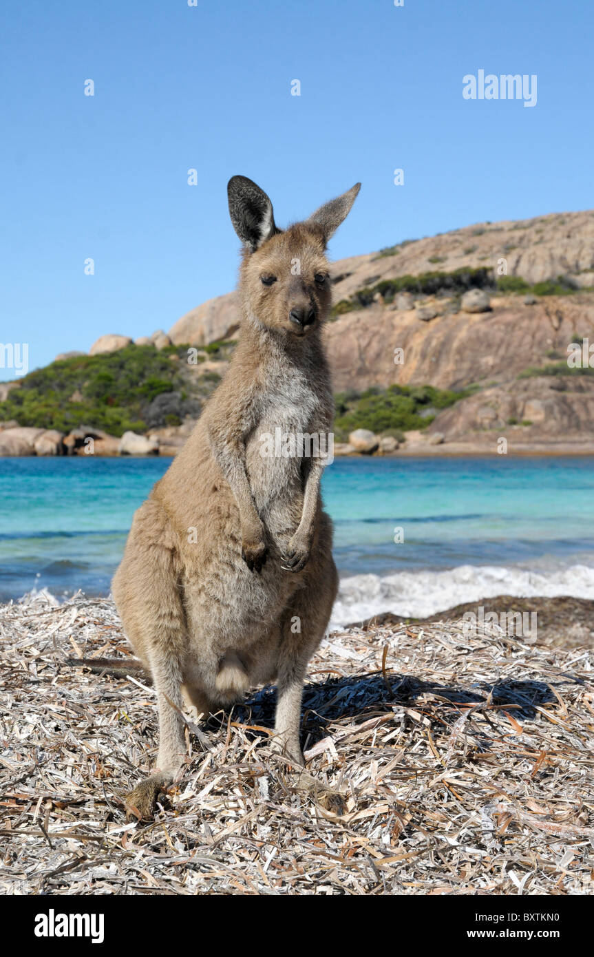 Esperance australia kangaroo hi-res stock photography and images - Alamy