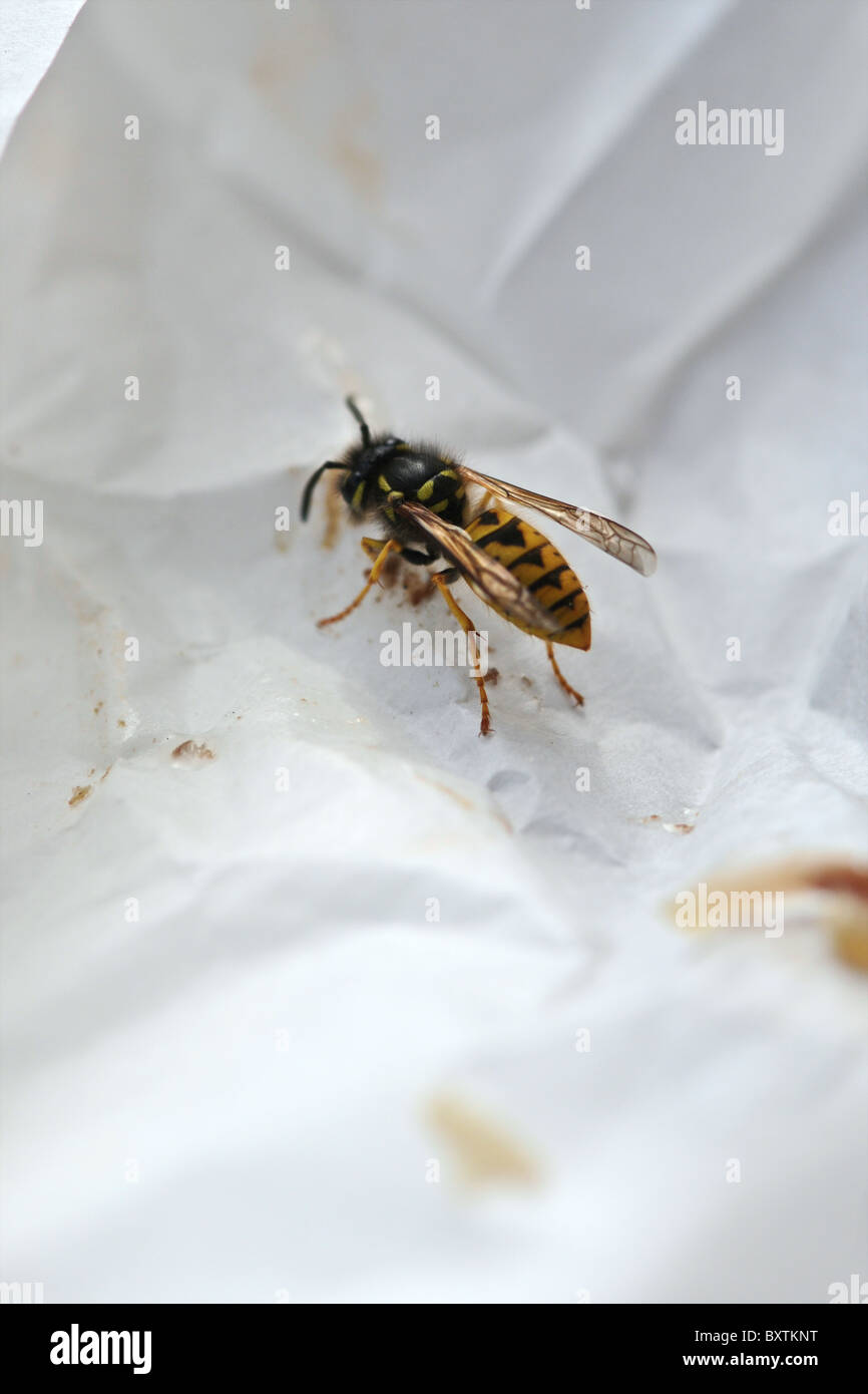 Bee yellowjacket hi-res stock photography and images - Alamy