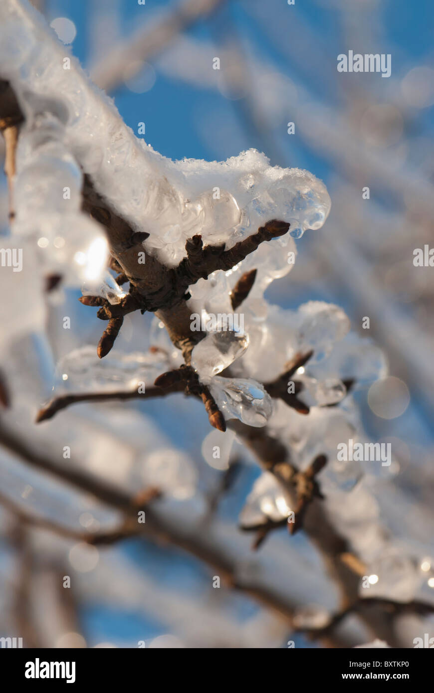 Ice-covered tree branch Stock Photo - Alamy