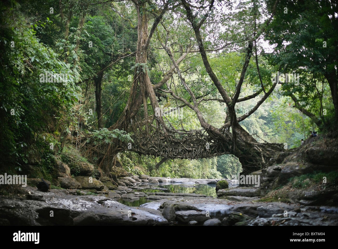 Ancient Bridge Across A River Made From The Living Roots Of The Banyan ...