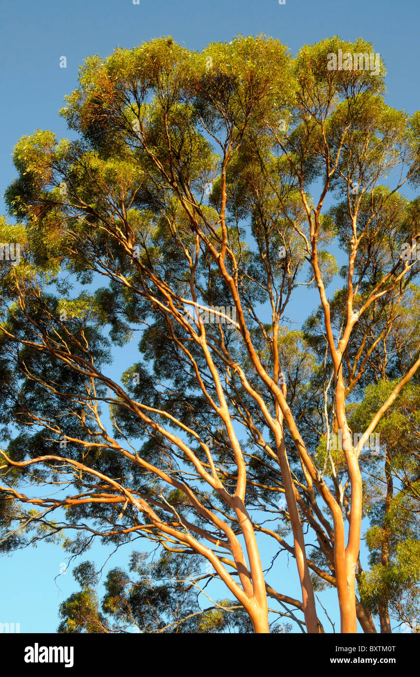 Menzies australia hi-res stock photography and images - Alamy