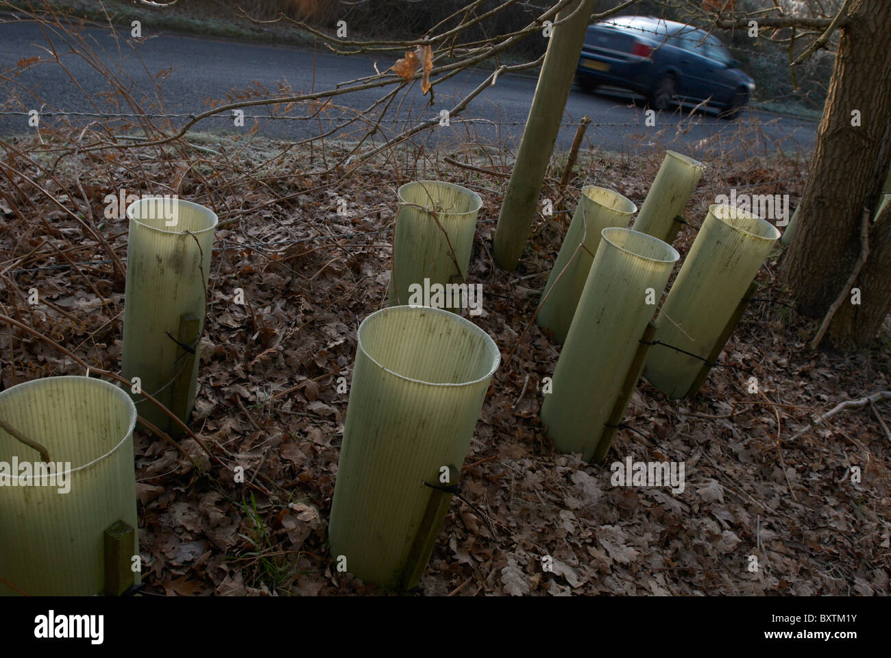 Tree planting on side of road Stock Photo - Alamy