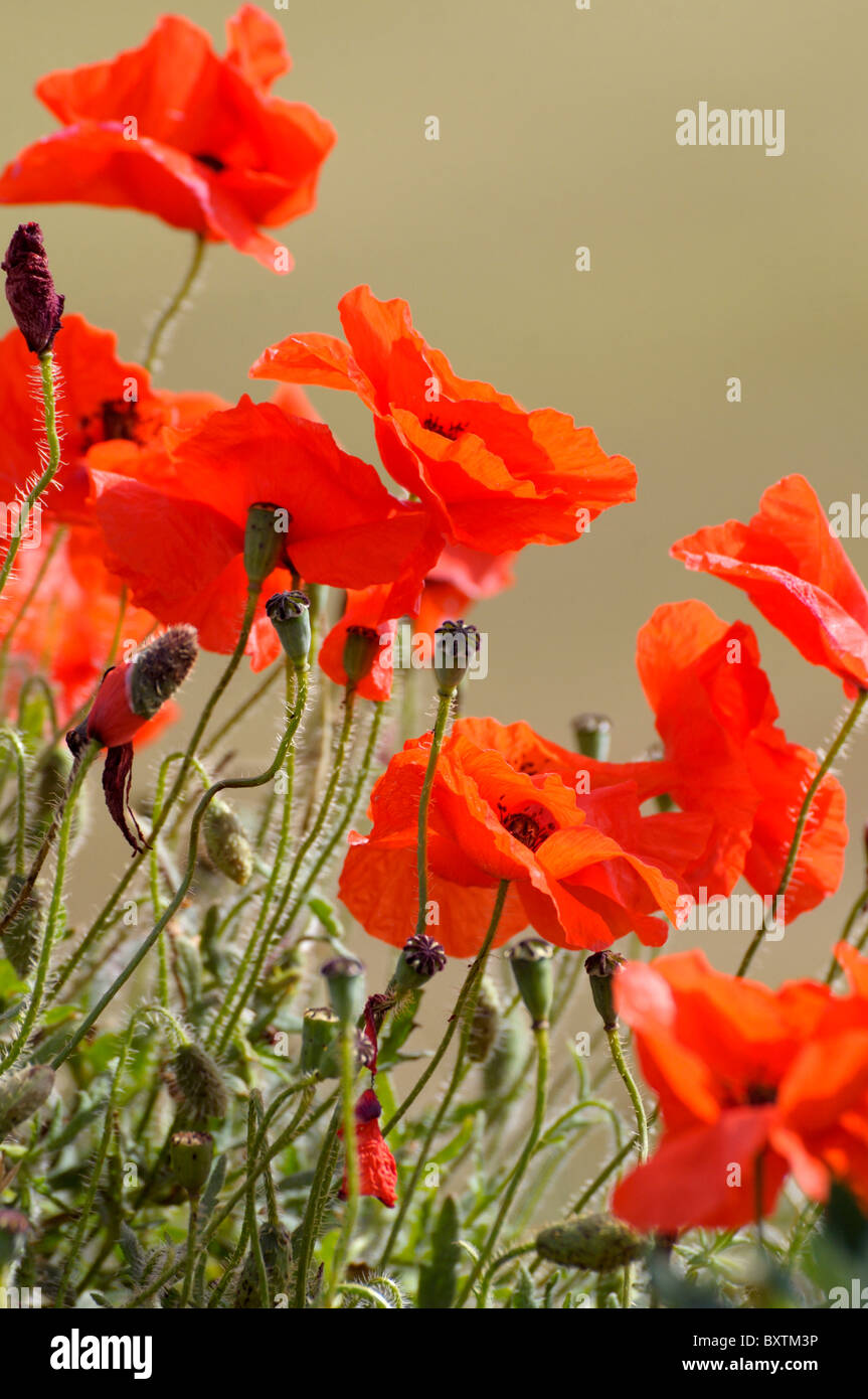 Poppies On The Seven Sisters Sussex Stock Photo - Alamy