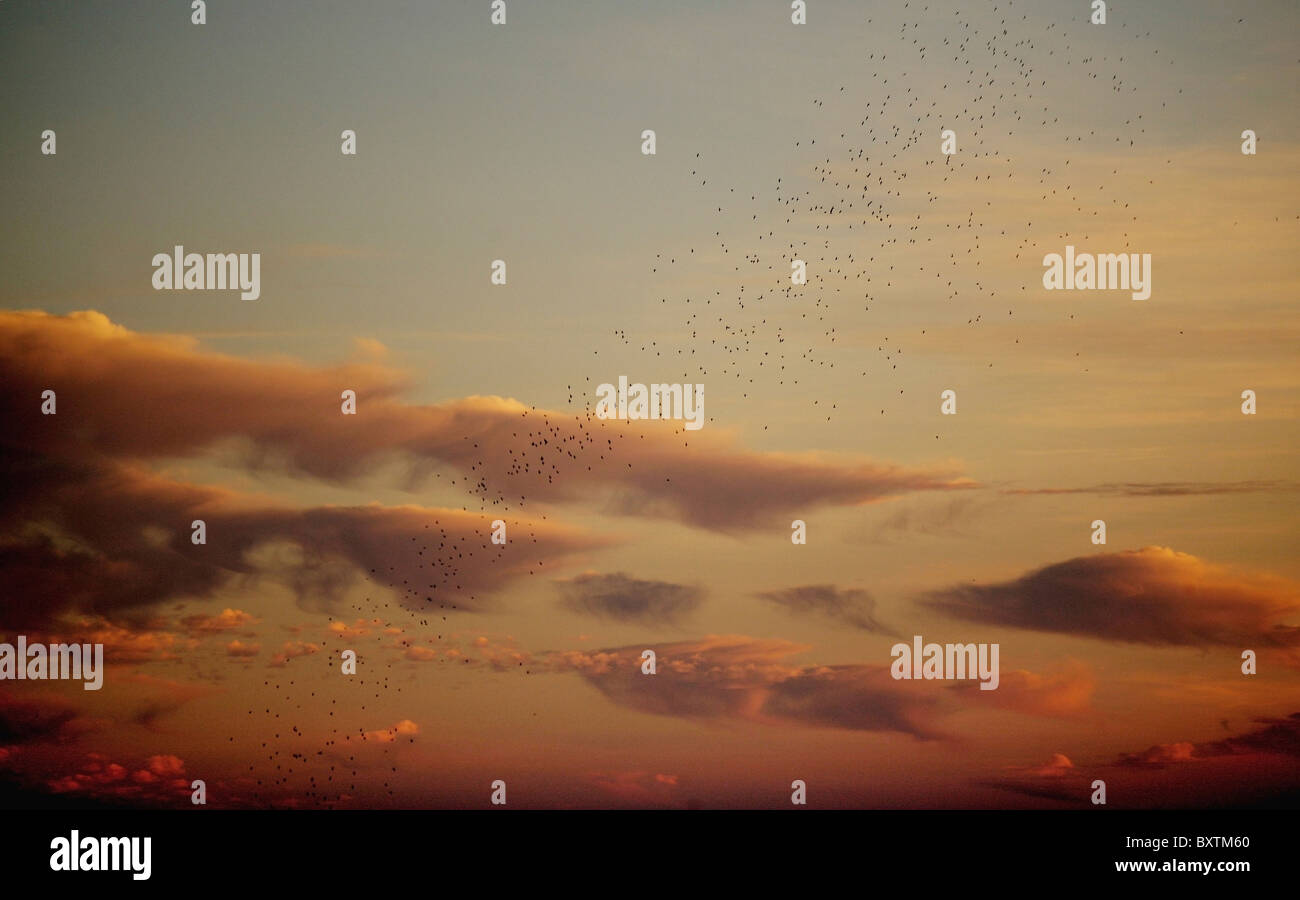 Flock Of Birds Flying Past Clouds Stock Photo - Alamy