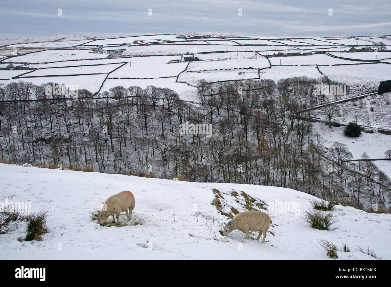 Sheep in the north pennines hi-res stock photography and images - Alamy