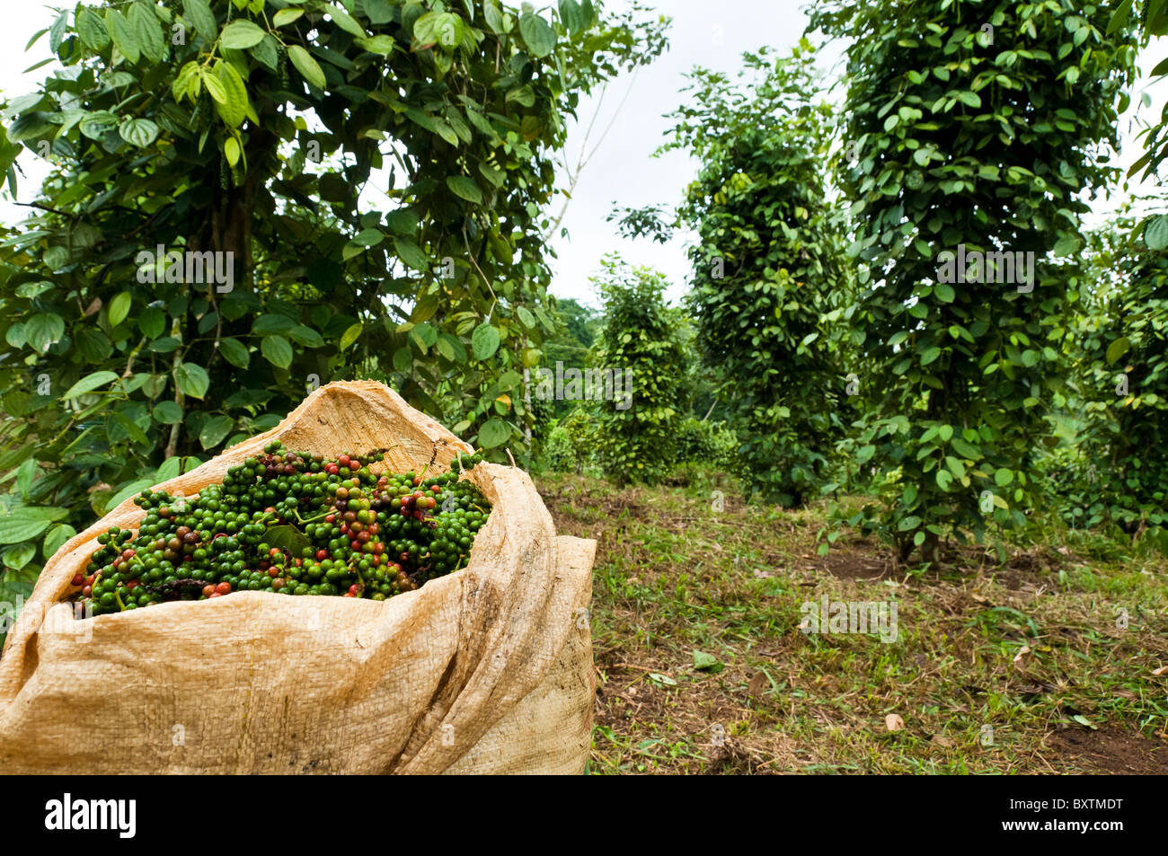 Local Production of Pepper, on a small farm of Costa-Rica, Central ...