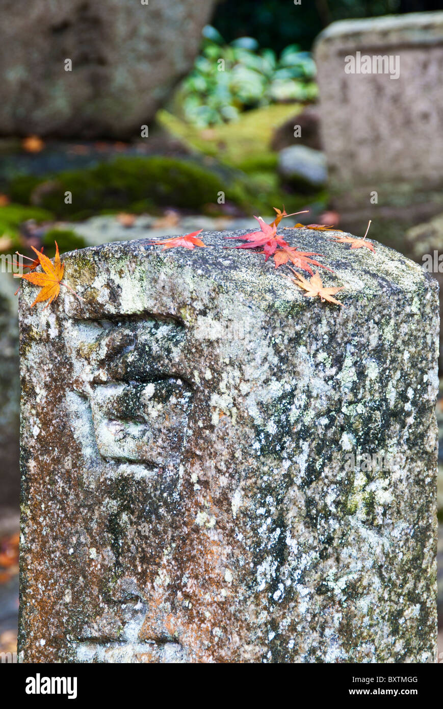 Fallen Japanese maple leaves on a stone at Matsuodera temple in Japan ...