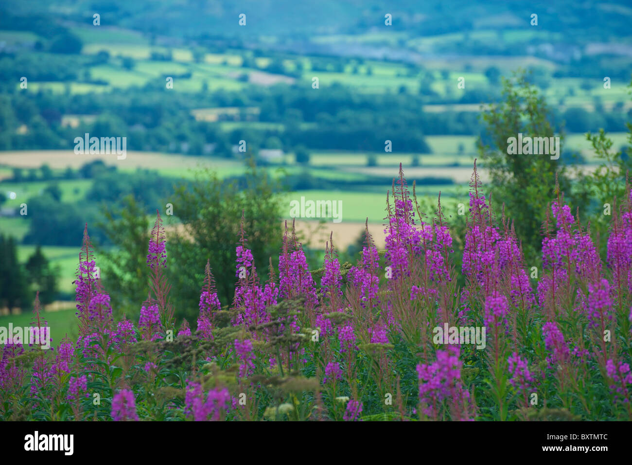 Beautiful wildflowers growing on a hillside on the Welsh border Stock ...