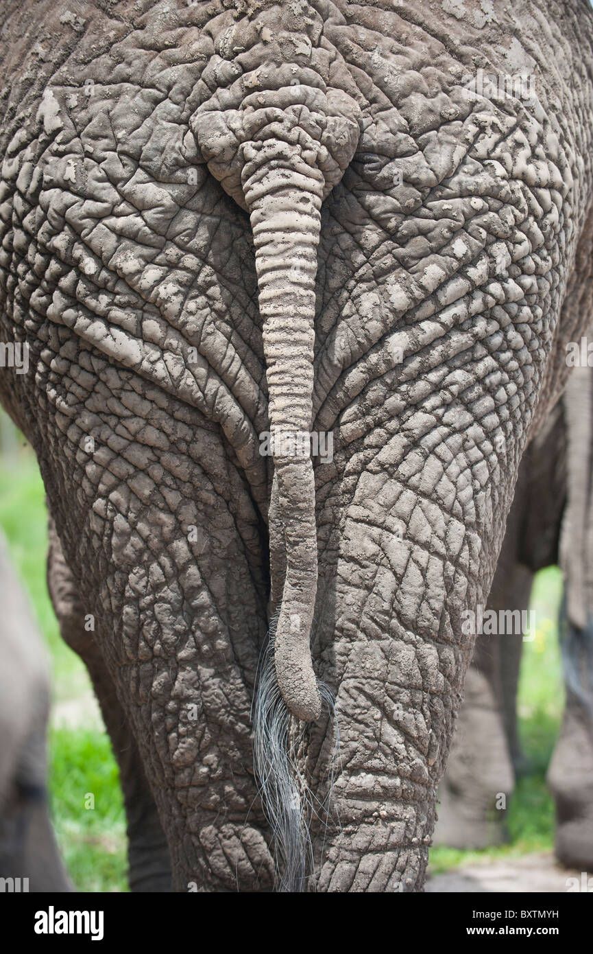 Image of an African Elephants Bottom near Knysna, South Africa Stock ...