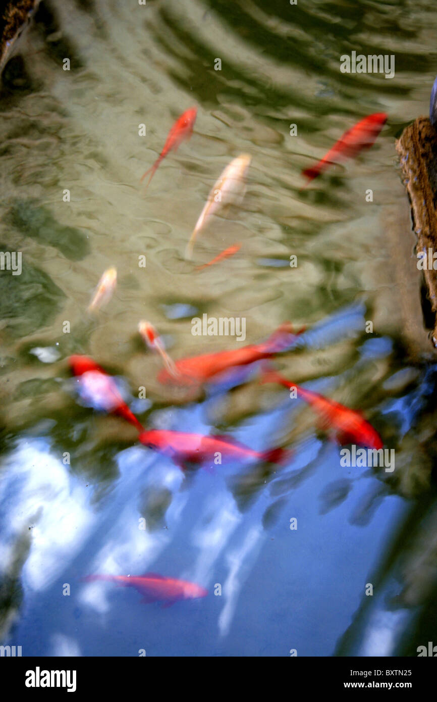 goldfish in pond Stock Photo - Alamy