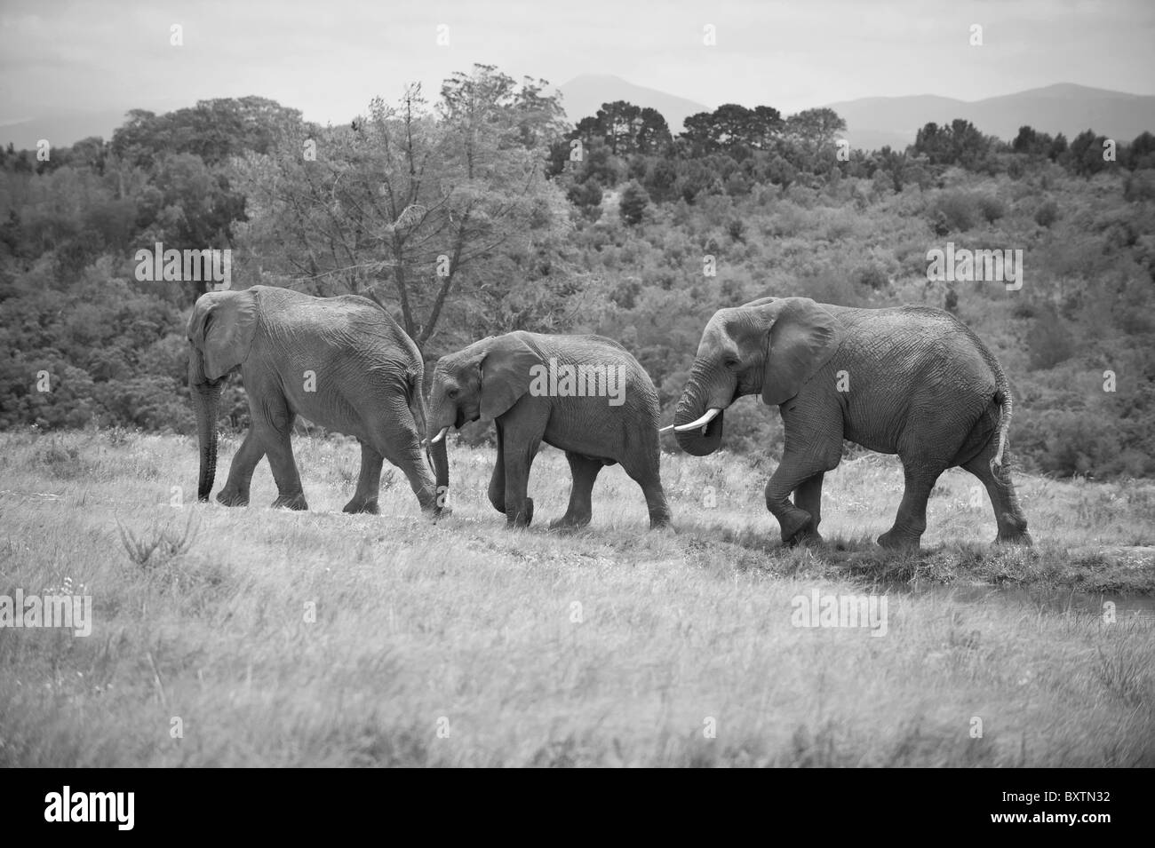 African Elephants in Captivity on a Conservation Reserve near Knysna ...