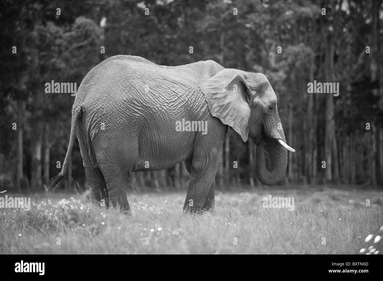 African Elephant in Captivity on a Conservation Reserve near Knysna ...