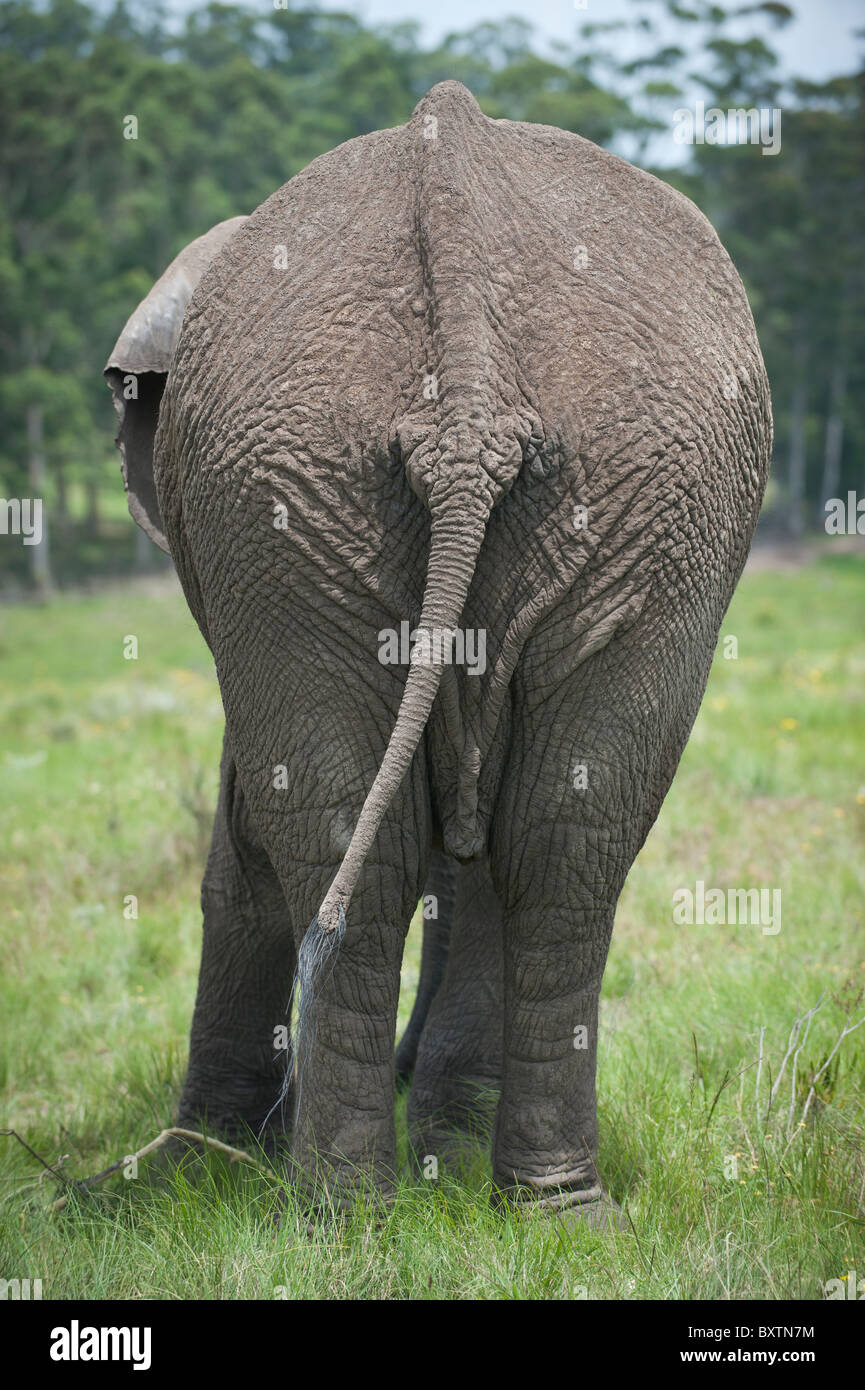 Big bum hi-res stock photography and images - Alamy