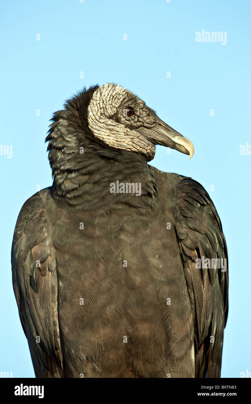 Black Vulture (Coragyps atratus) in Everglades National Park Stock ...
