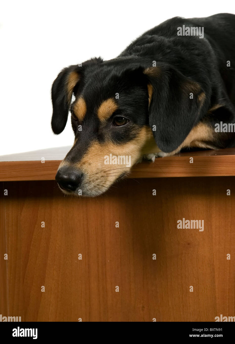 Cute young dog lying Cut Out Stock Images & Pictures - Alamy