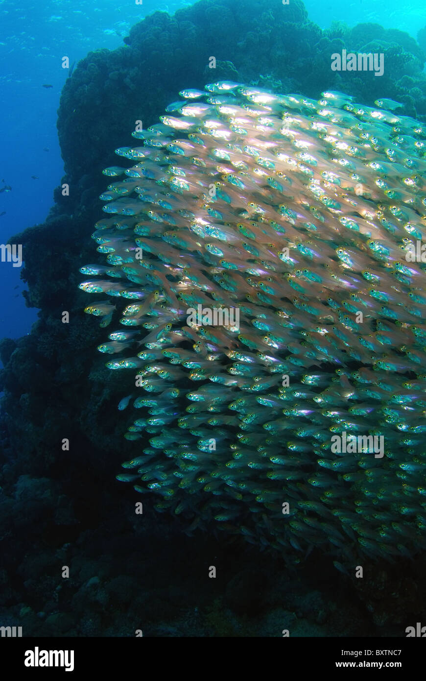 Glassfish hi-res stock photography and images - Alamy