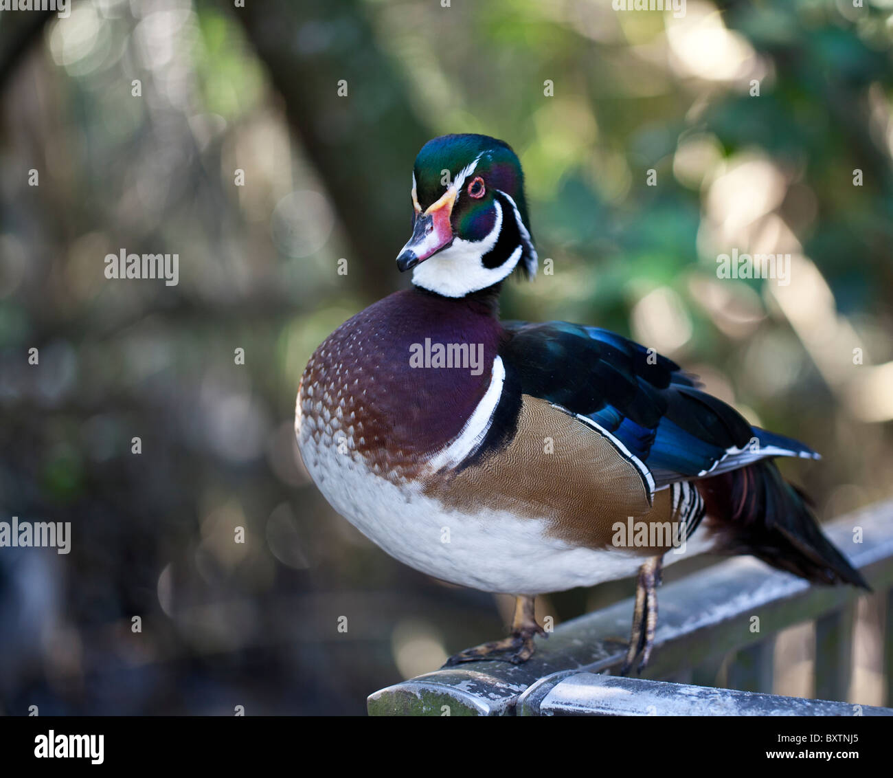 Duck claws hi-res stock photography and images - Alamy