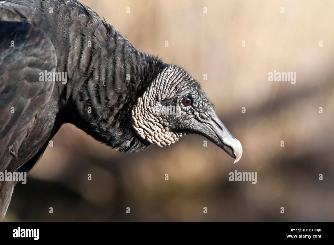 Black Vulture (Coragyps atratus) in Everglades National Park Stock ...