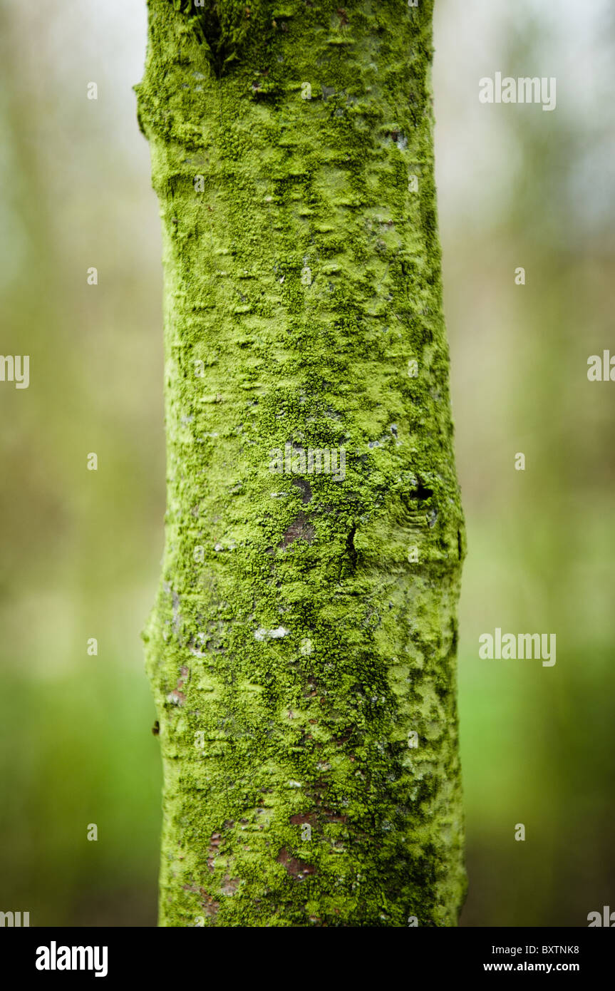 Moss covered tree trunk Stock Photo - Alamy