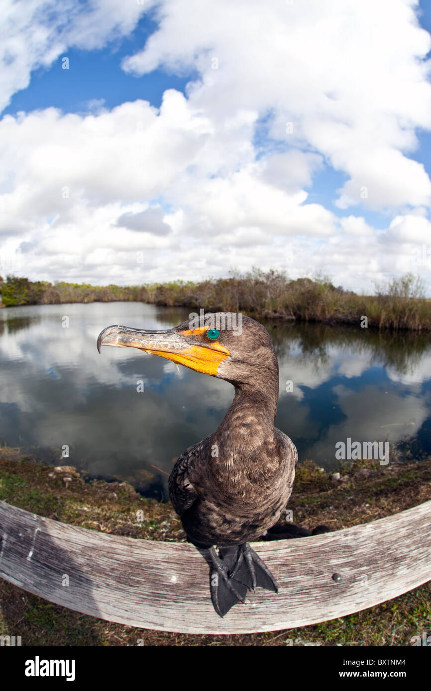 Great Cormorant (Phalacrocorax carbo) in Everglades National park in ...