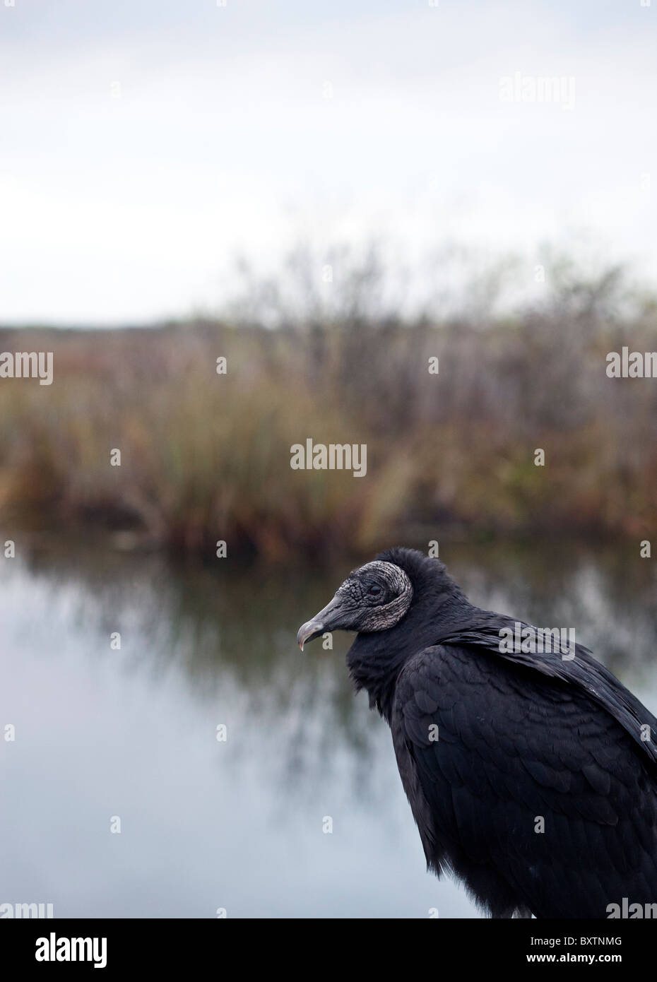 Black Vulture (Coragyps atratus) in Everglades National Park Stock ...