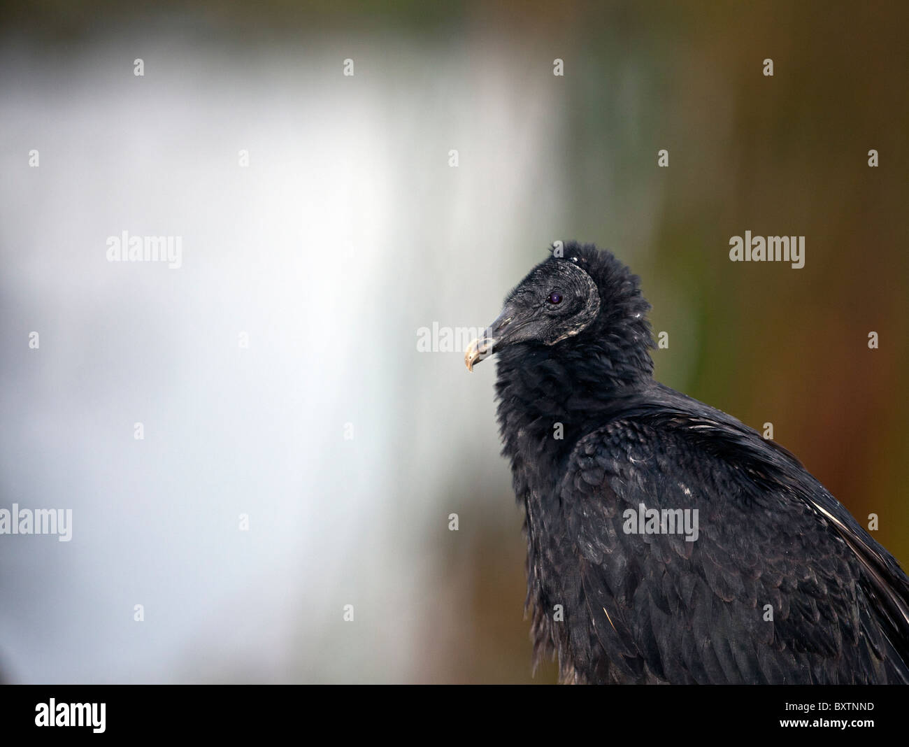 Black Vulture (Coragyps atratus) in Everglades National Park Stock ...