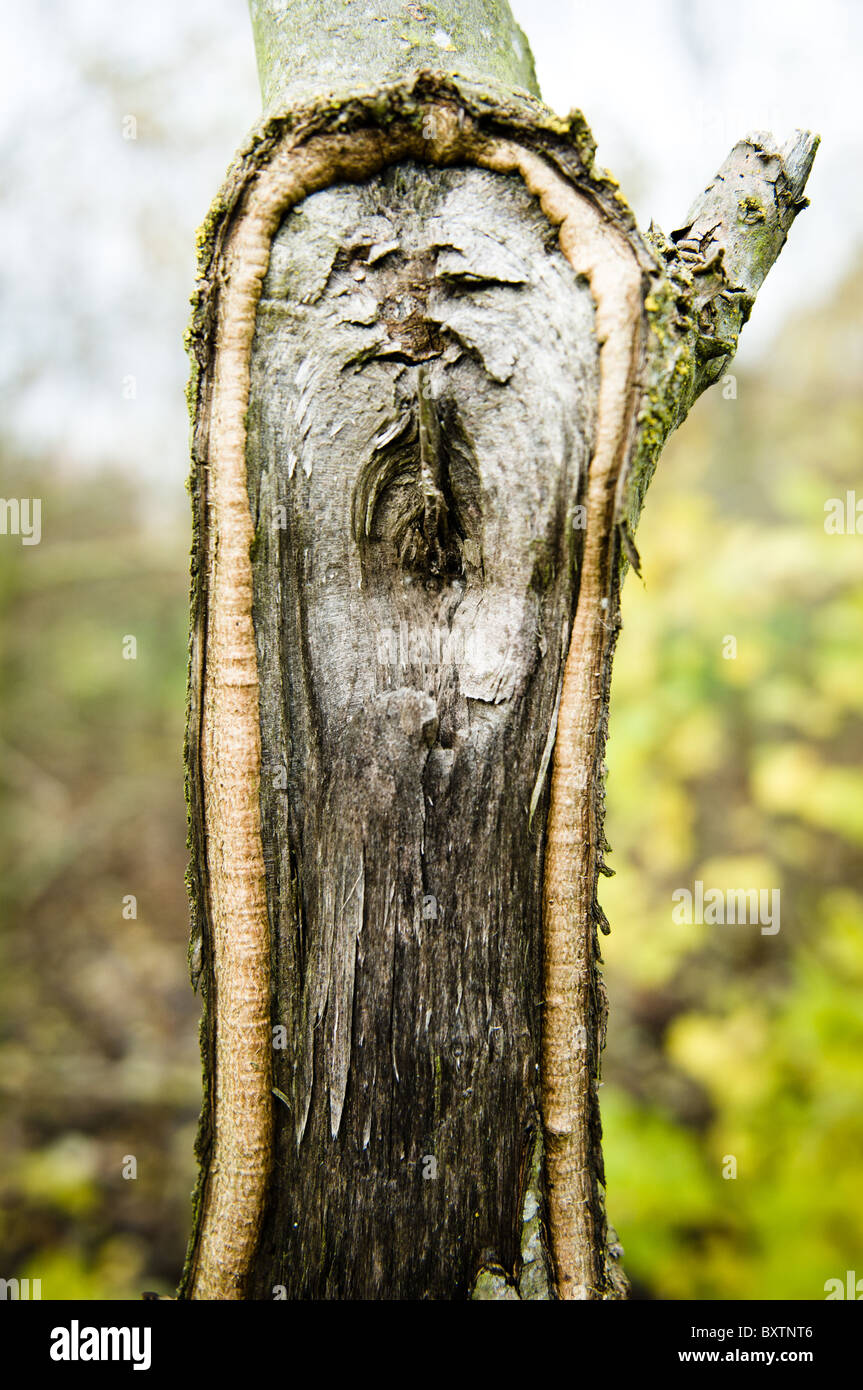 Woodland ghost hi-res stock photography and images - Alamy