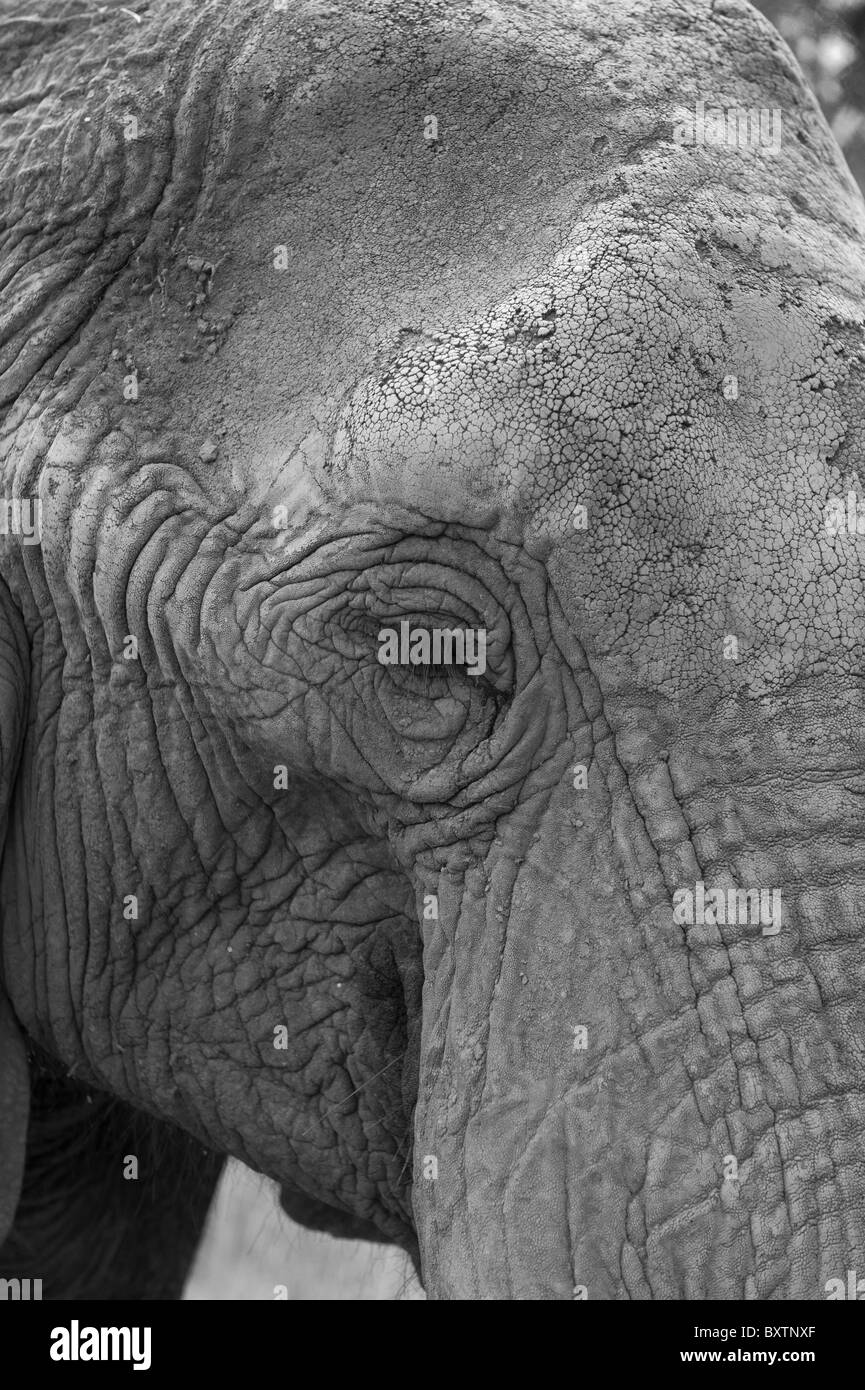 Portrait of an African Elephant in Captivity on a Conservation Reserve ...