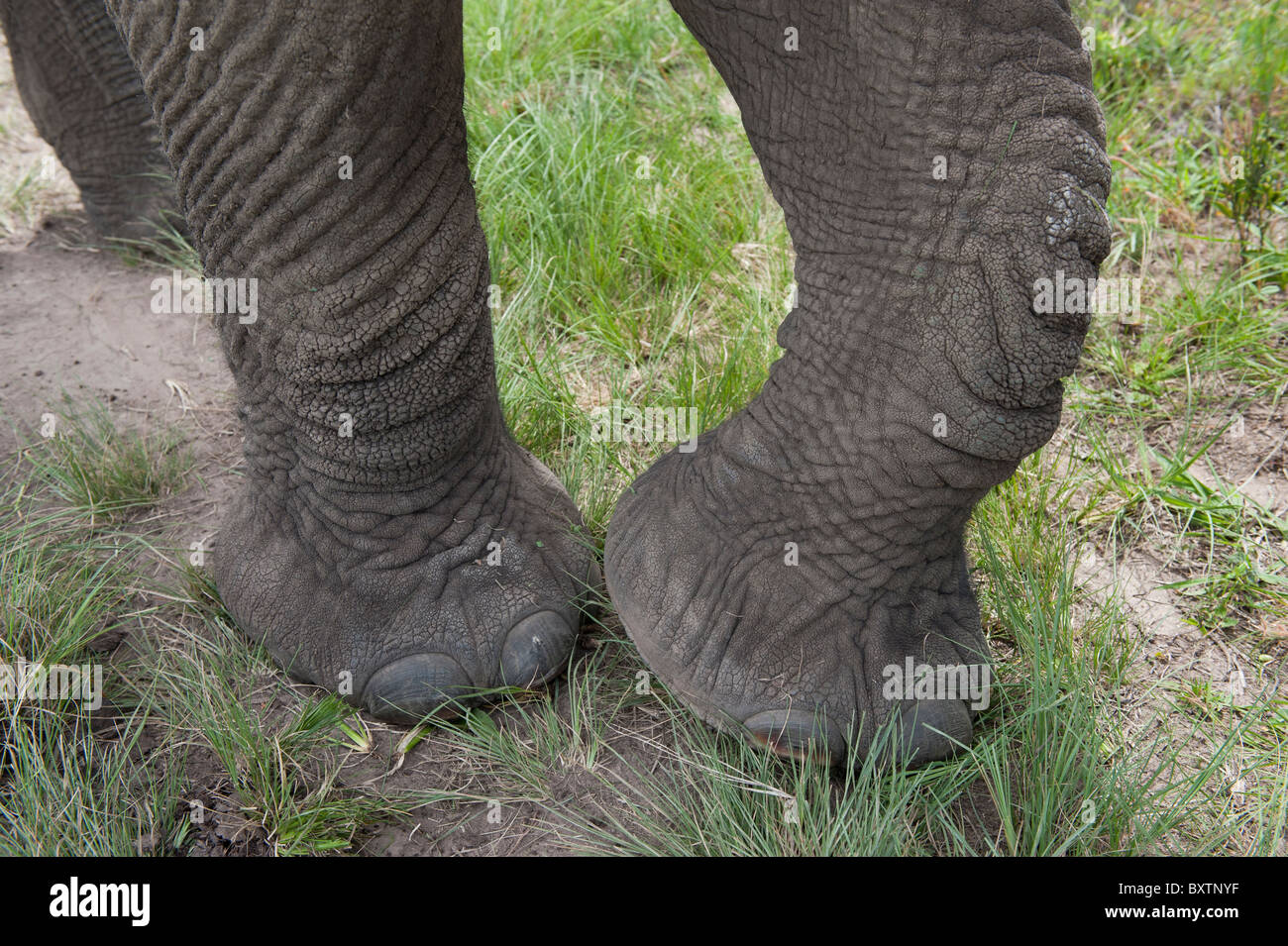 Elephant toe hi-res stock photography and images - Alamy