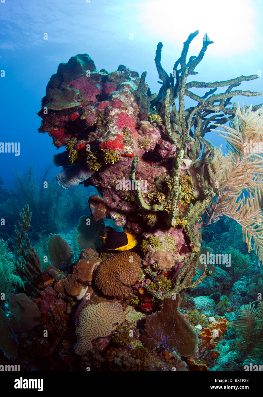Underwater off the coast of Roatan Honduras Stock Photo - Alamy