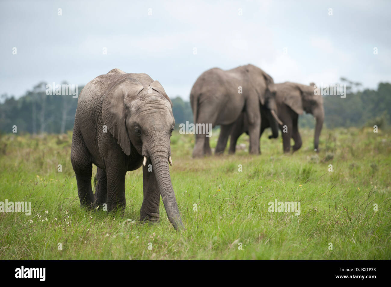 Elephants In Captivity High Resolution Stock Photography and Images - Alamy