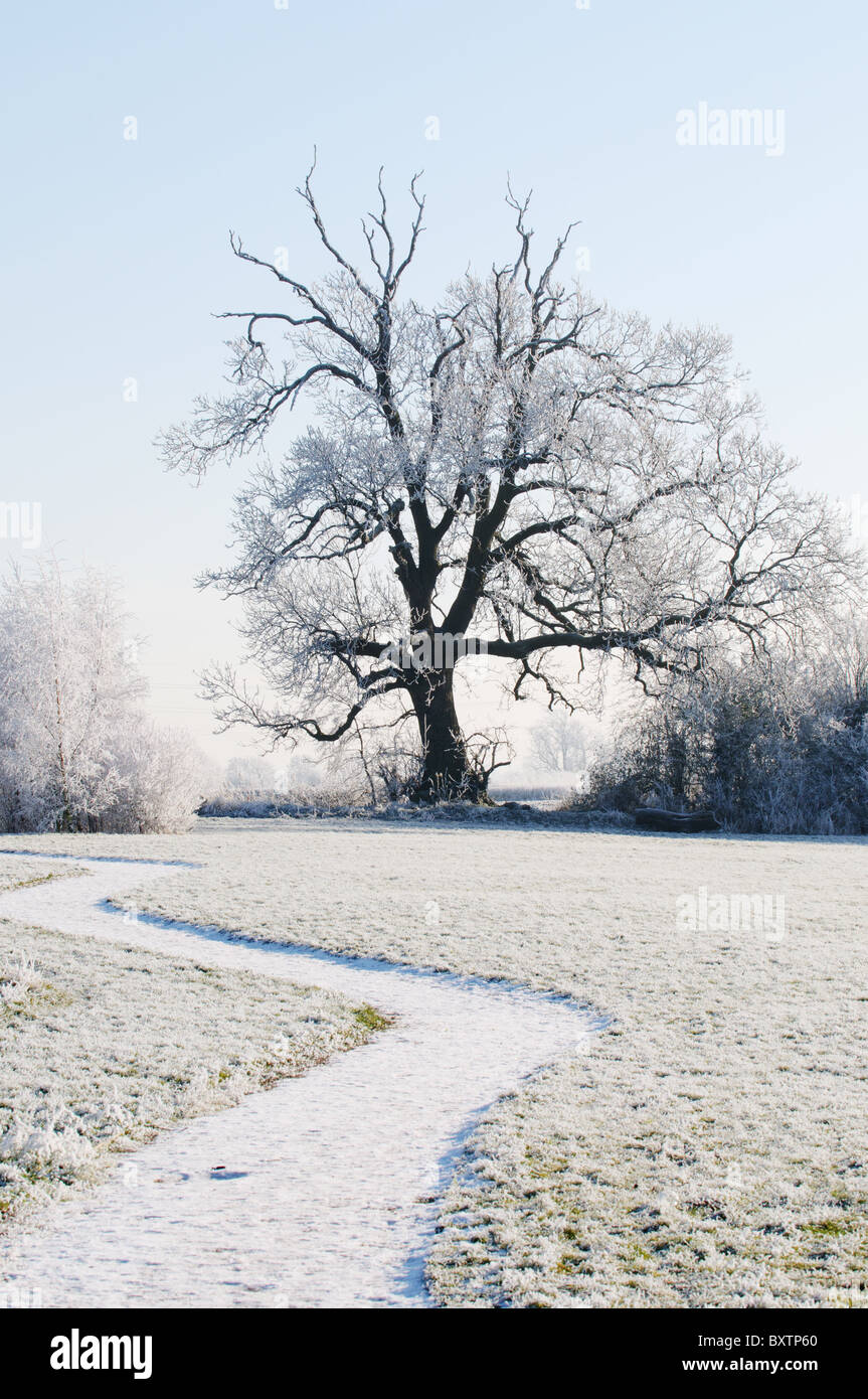 Woodland Snow Scene Stock Photo - Alamy