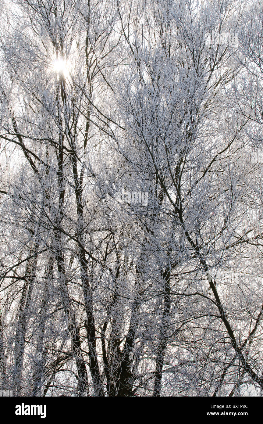 Woodland Snow Scene Stock Photo - Alamy