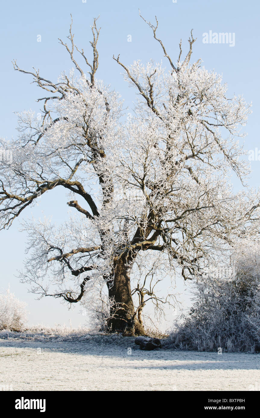 Woodland Snow Scene Stock Photo - Alamy