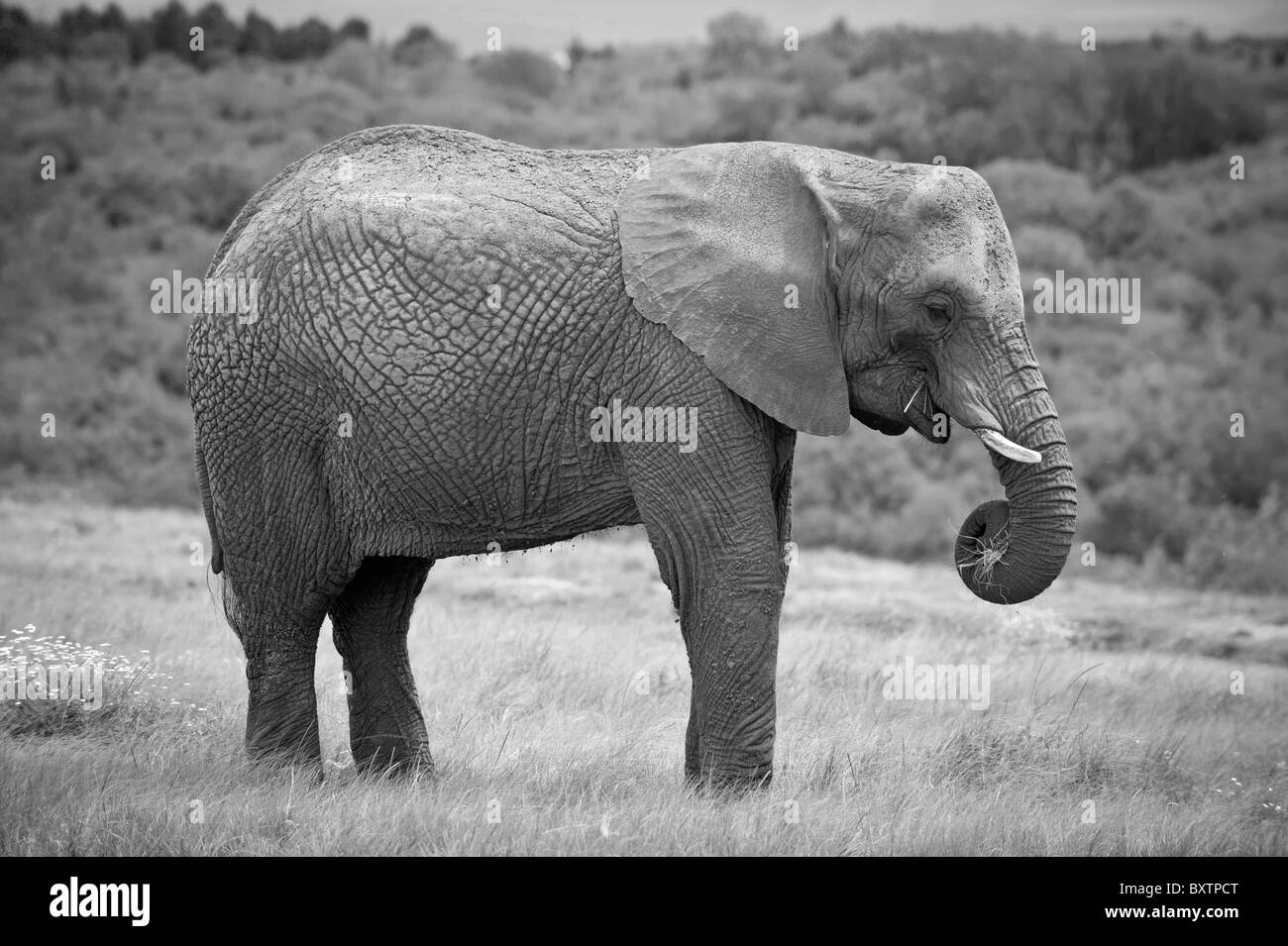 Young Male African Elephant in Captivity on a Conservation Reserve near ...