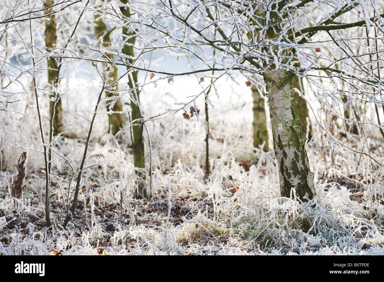 Beautiful Woodland Snow Scene Stock Photos & Beautiful Woodland Snow ...