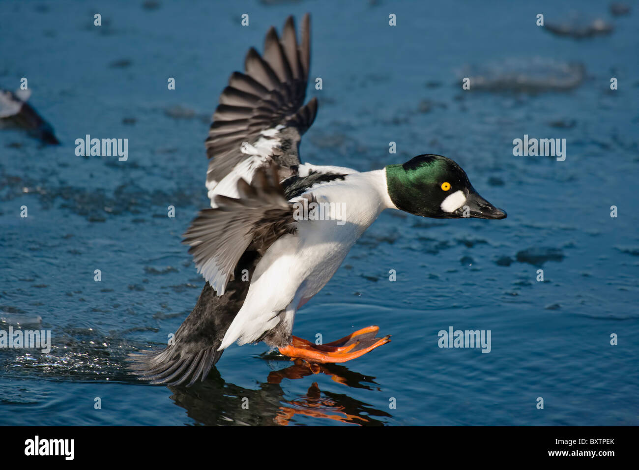 Common Goldeneye Duck High Resolution Stock Photography and Images - Alamy