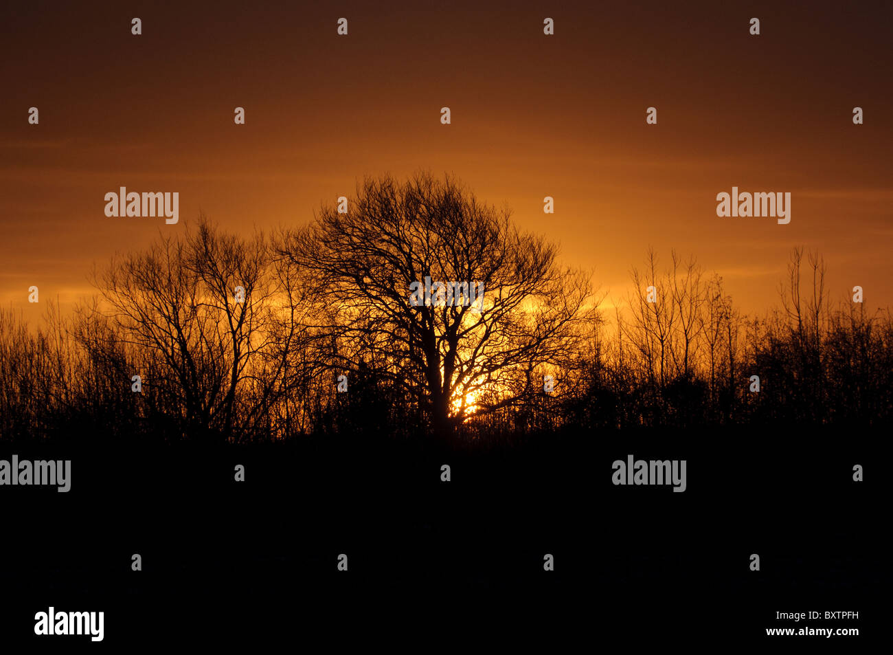 Sunrise against backdrop of trees Stock Photo - Alamy