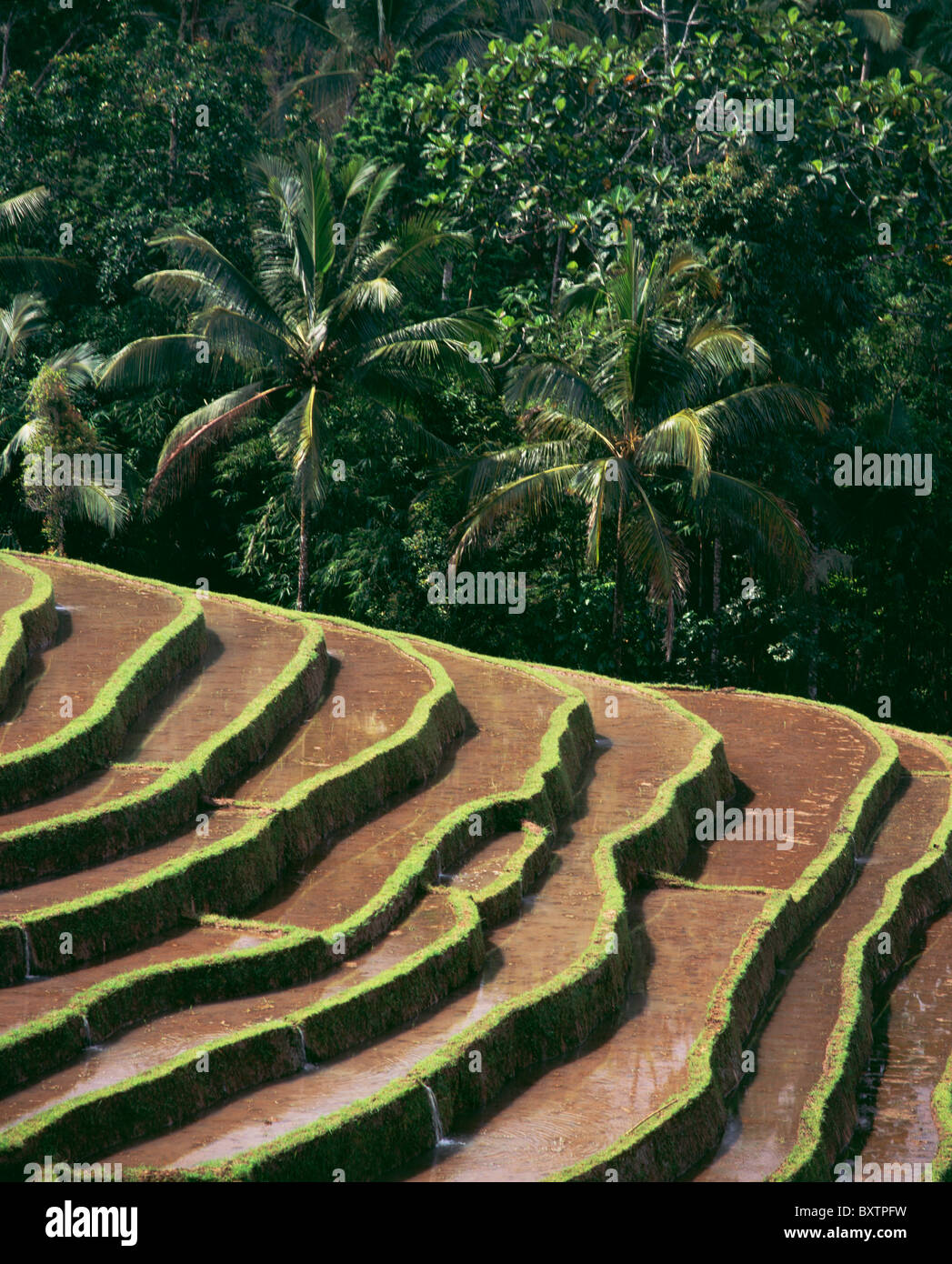 Rice Terraces And Palm Trees, Close Up Stock Photo - Alamy
