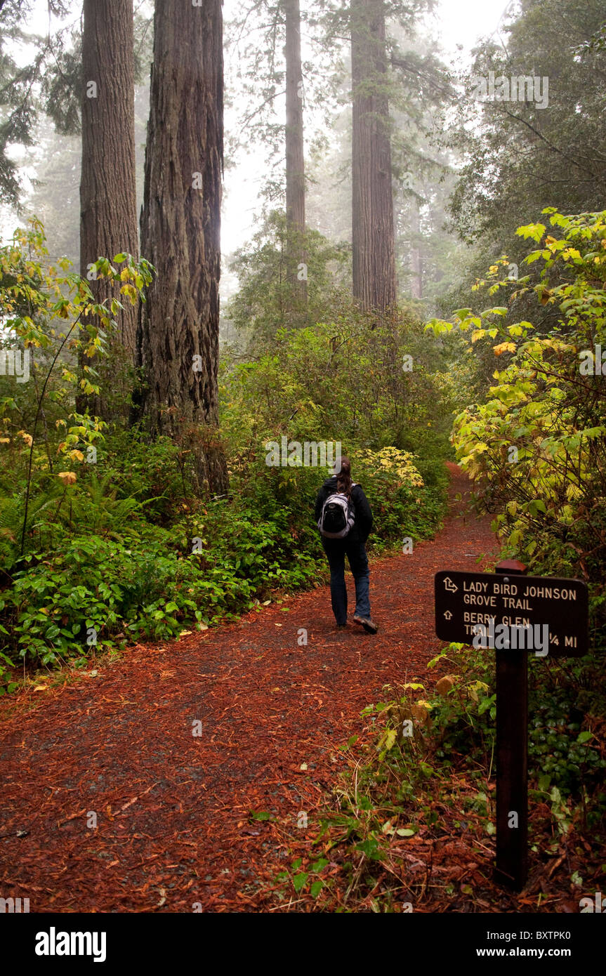 Lady Bird Johnson Grove Trail Stock Photo - Alamy