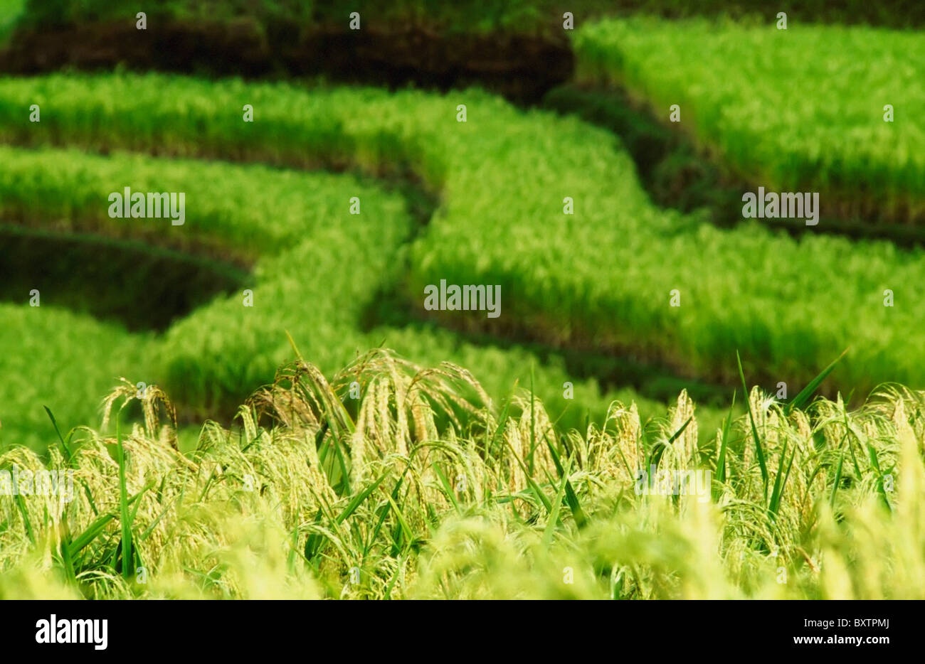 Green Rice Paddy, Close-Up Stock Photo - Alamy