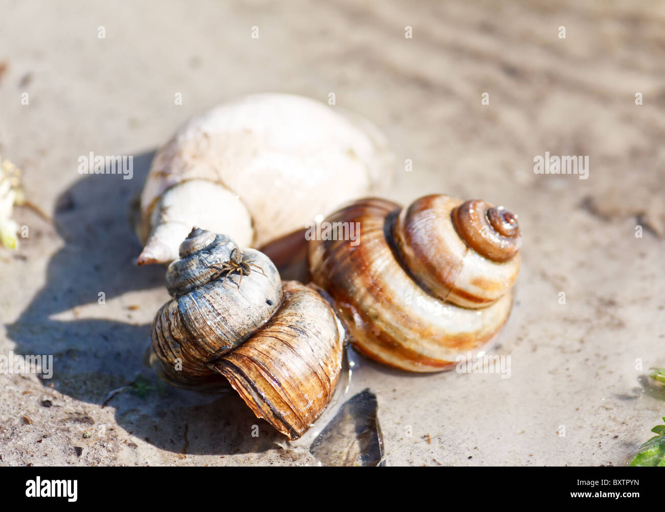 Snail shells hi-res stock photography and images - Alamy