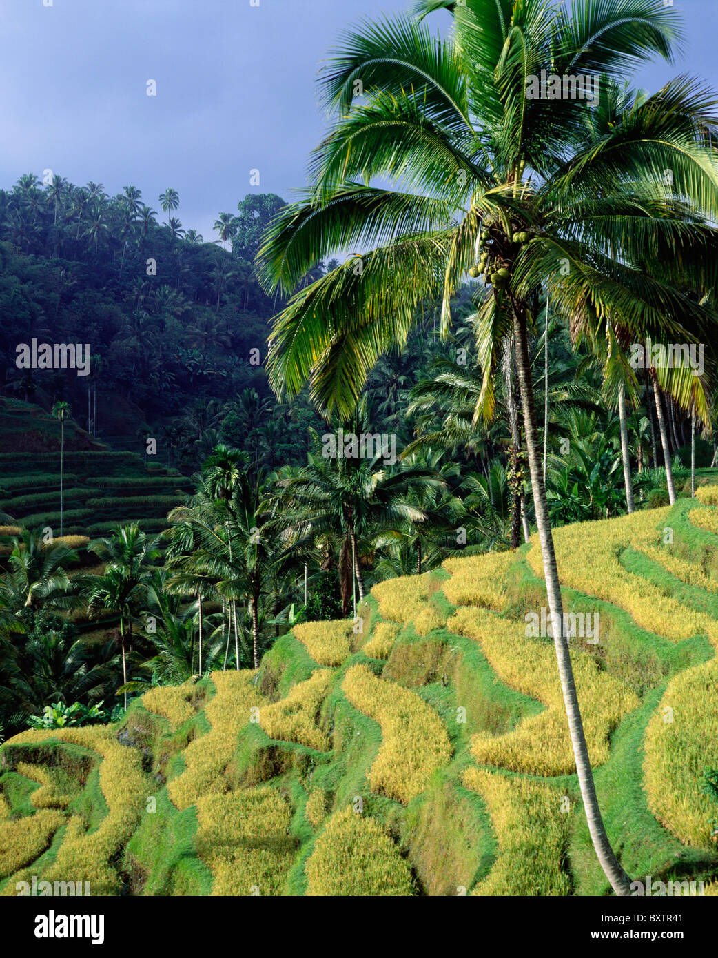 Terraced Rice Paddies And Palm Trees Stock Photo - Alamy