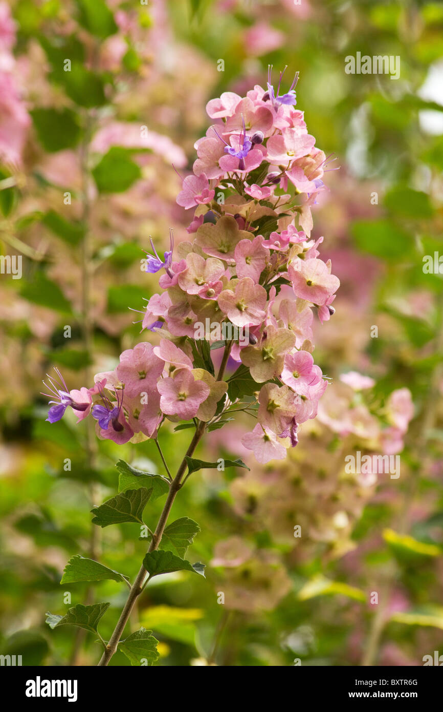Purple Chinese Hat High Resolution Stock Photography and Images - Alamy