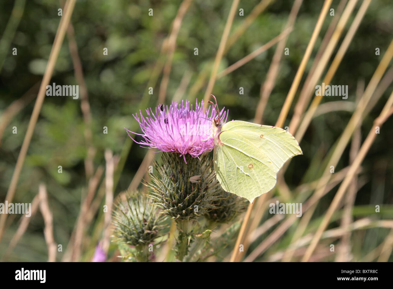 Cream colored butterfly hi-res stock photography and images - Alamy